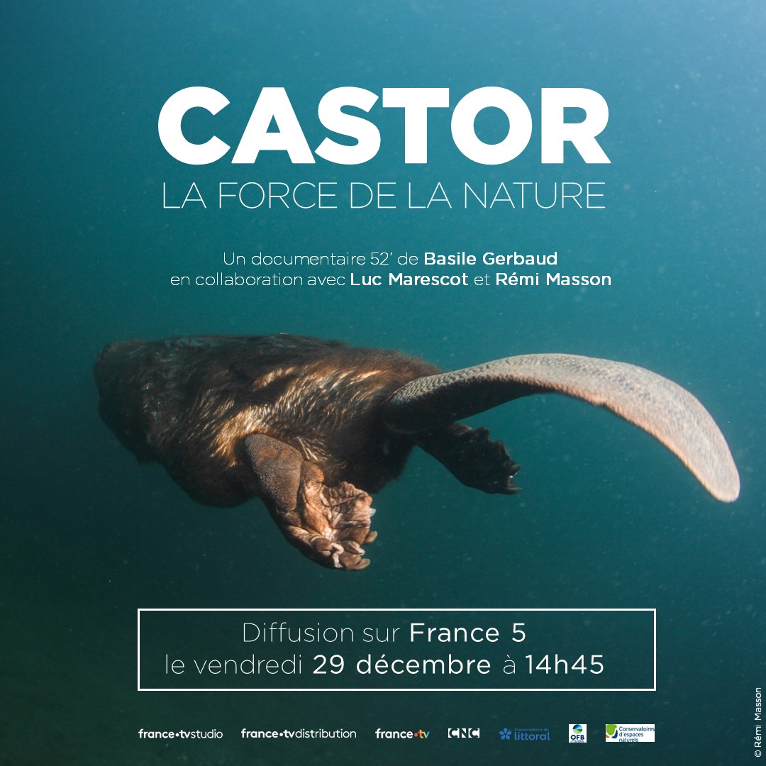 Diffusion du documentaire "CASTOR, la force de la nature" sur France 5 ...