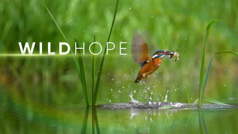 Diffusion de la série "Wild Hope" aux Etats-Unis